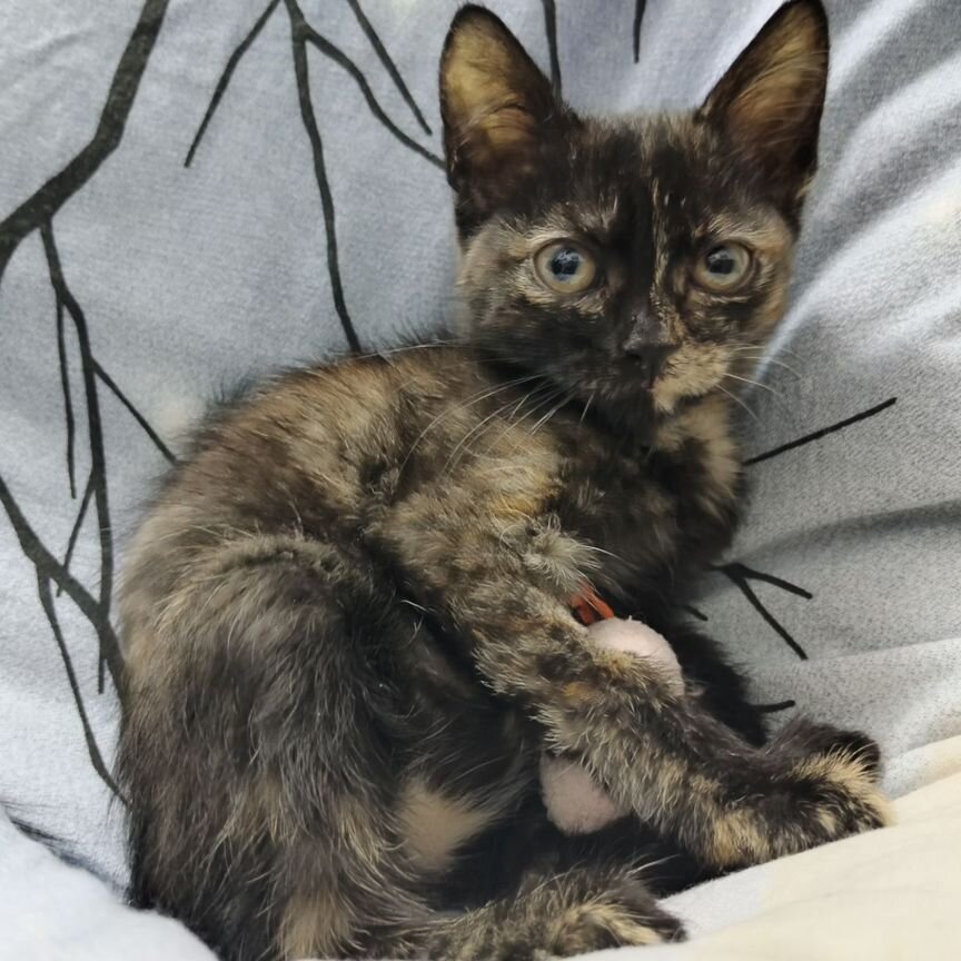 Сибирский котёнок