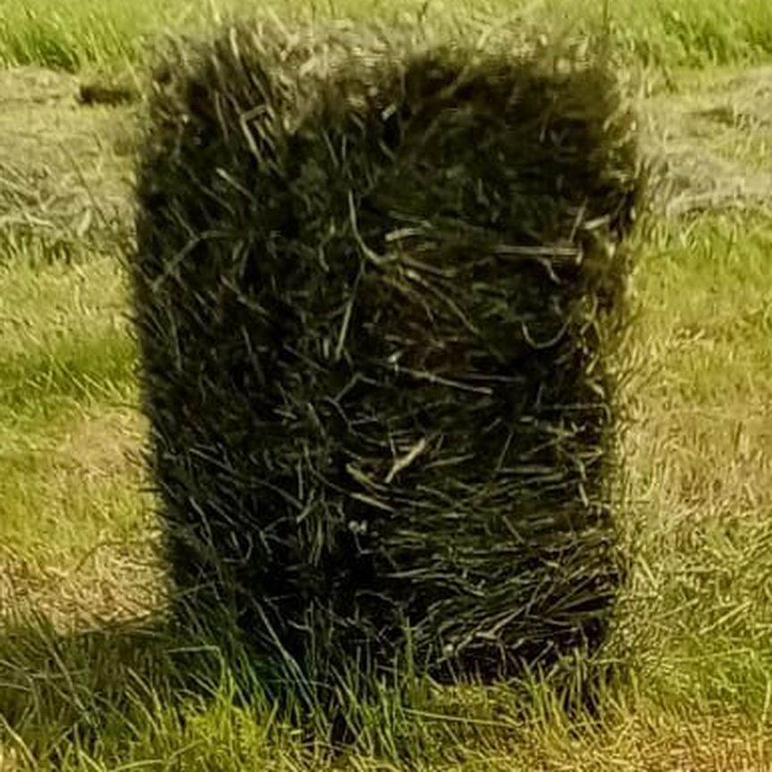 Сено в тюках 2024