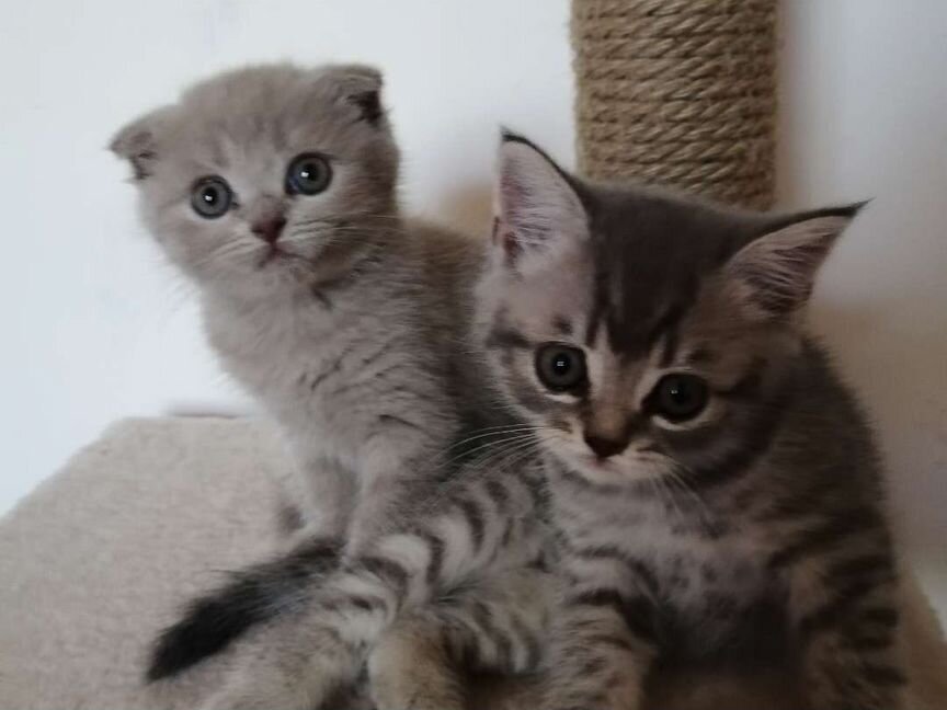 Шотландские котята