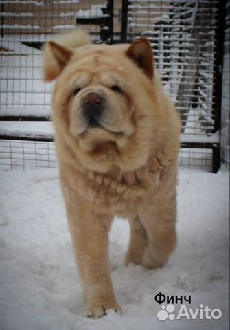 Вязка чау чау