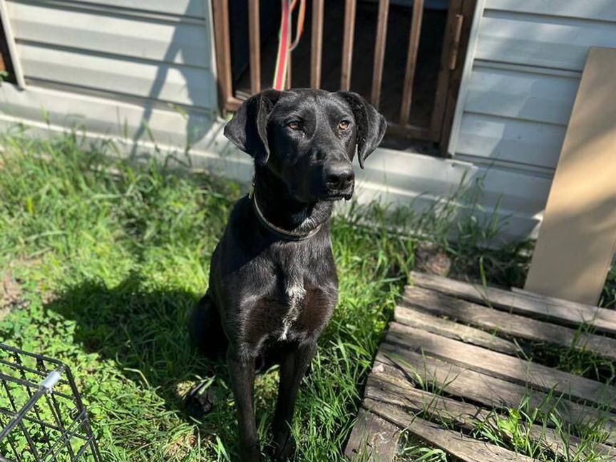 Метис курцхаара в добрые руки