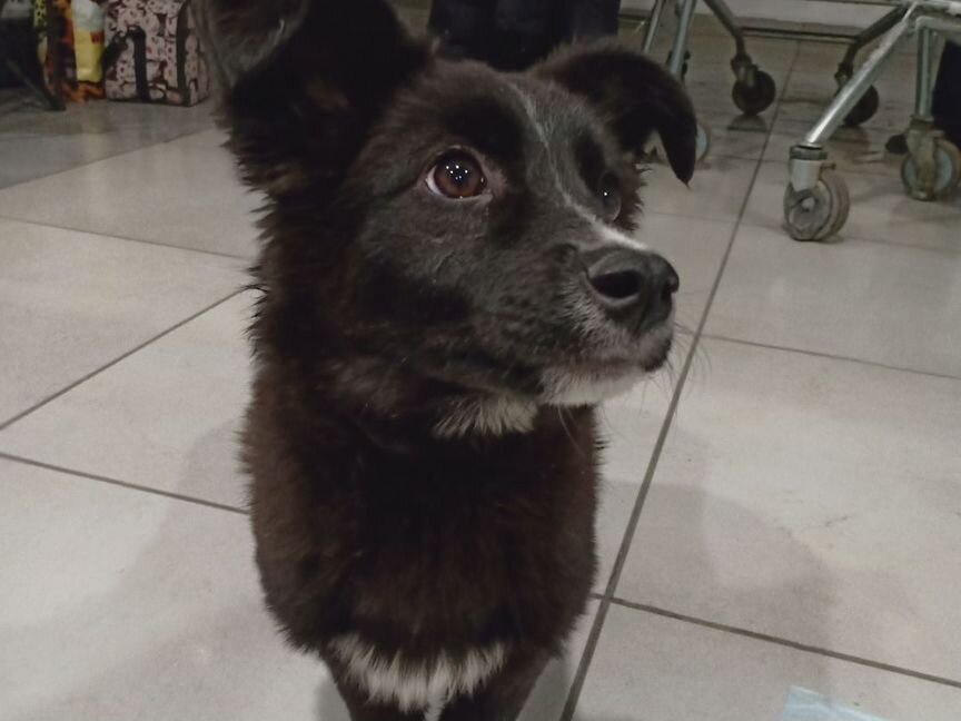 Щенок в добрые руки