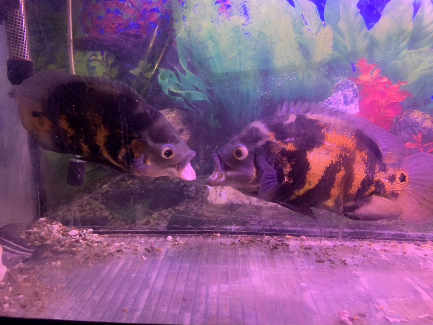 Рыбы цихлиды бесплатно