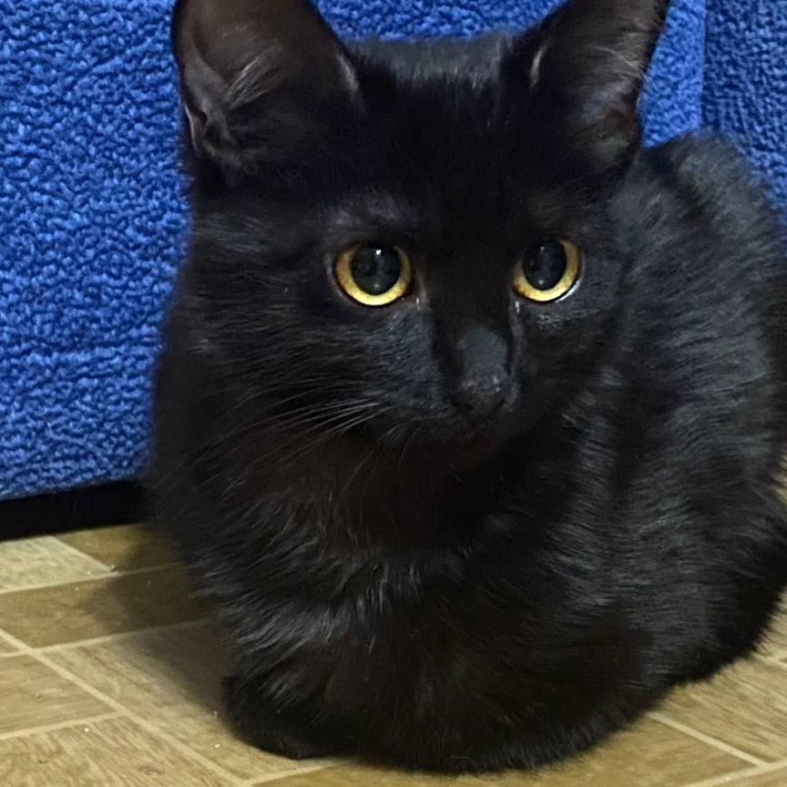 Отдаем котенка в добрые руки