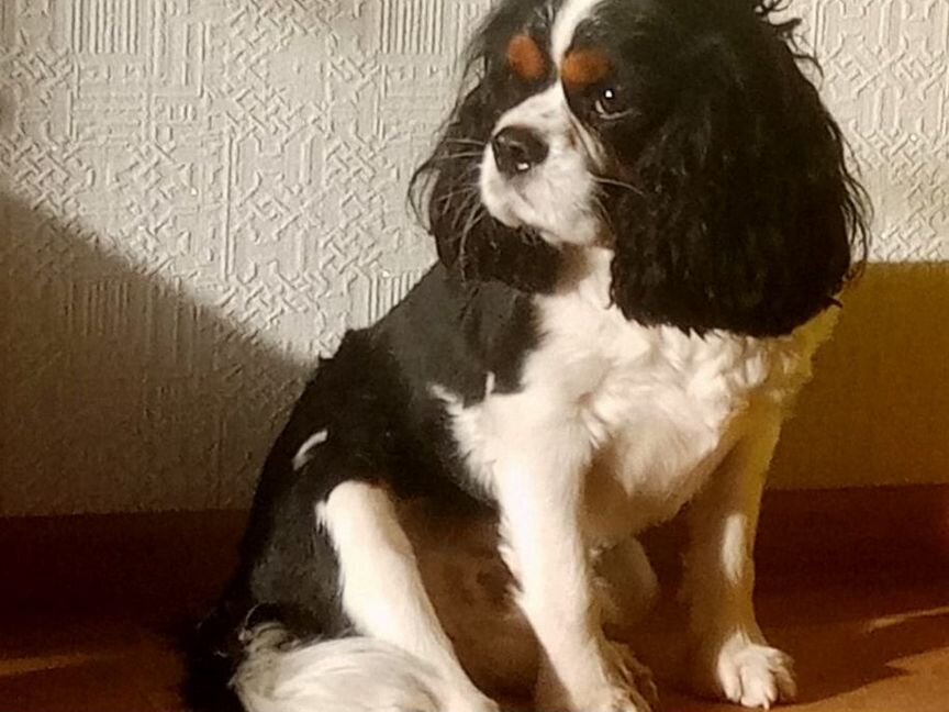 Кавалер кинг - чарльз - спаниель СПБ вязка