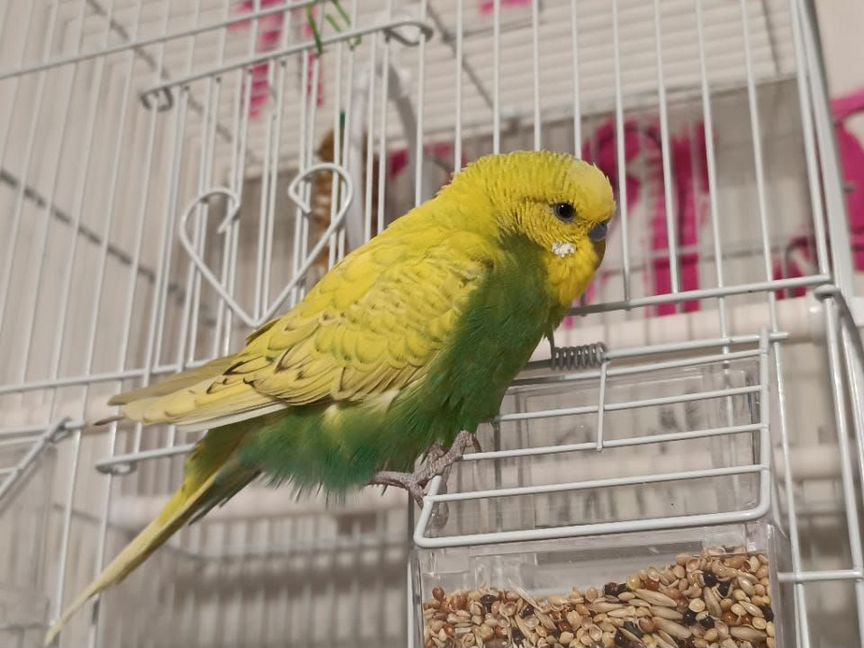 Волнистый попугай самец