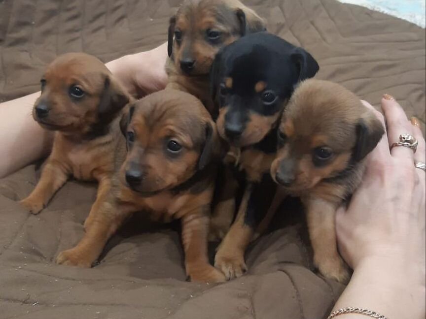 Щенки цвергпинчера