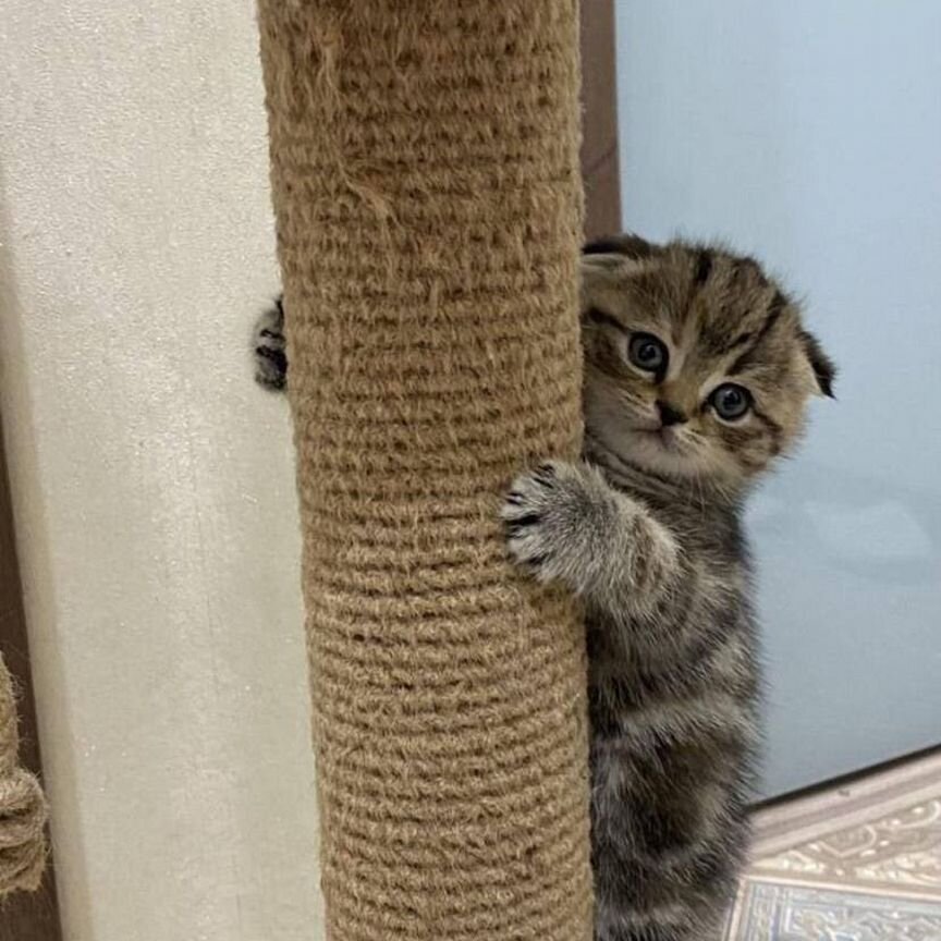 Шотландцы снежинки