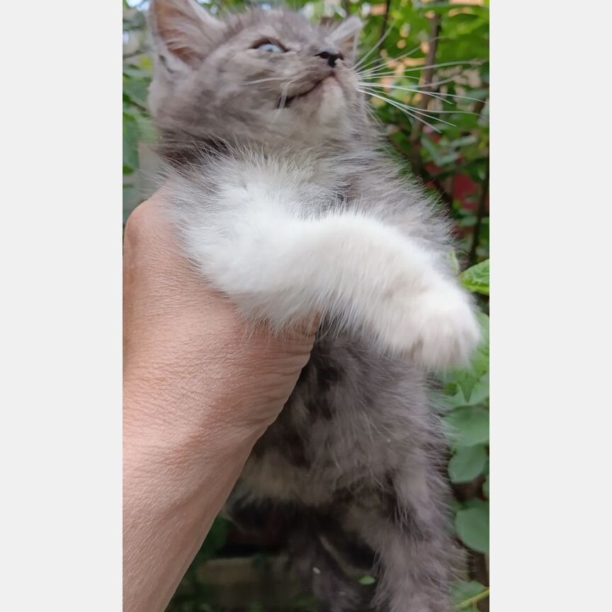 Маленькие котодетки спасённые с улицы