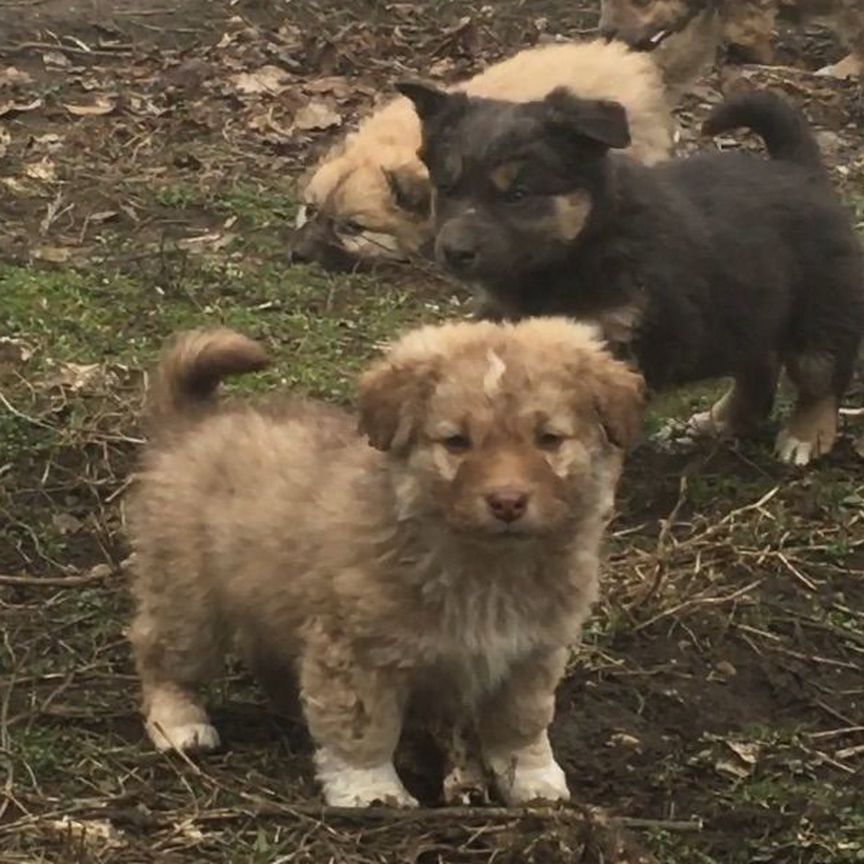 Щенки