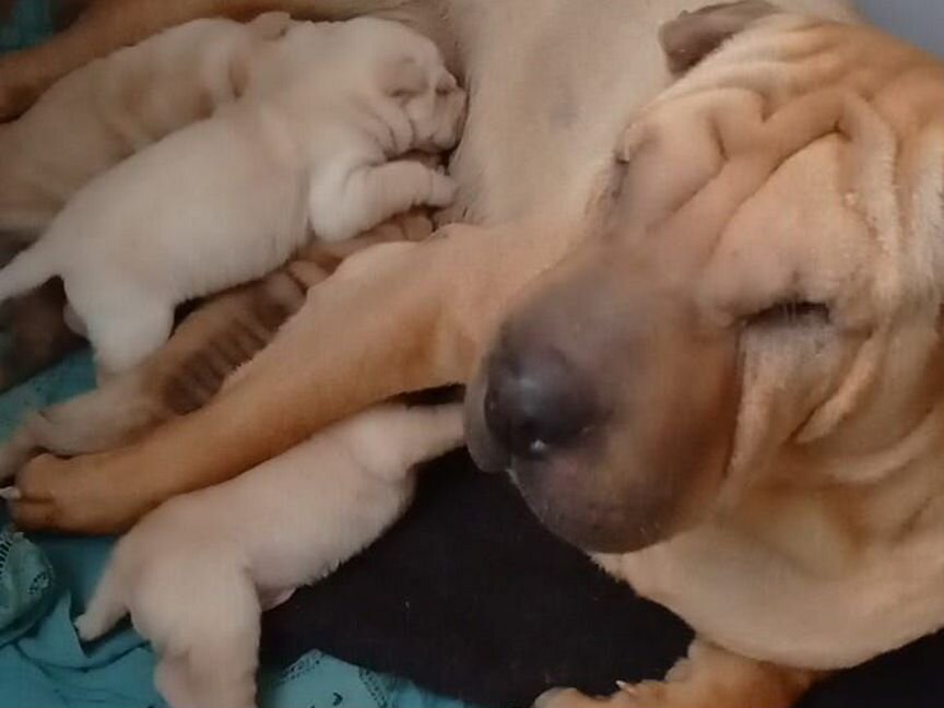 Щенки шарпей