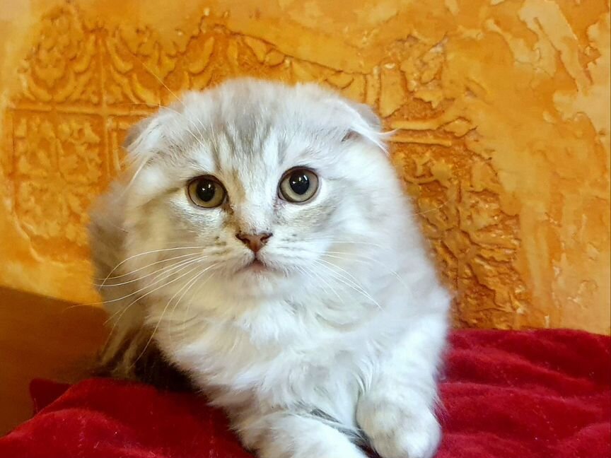 Шотландская вислоухая кошка