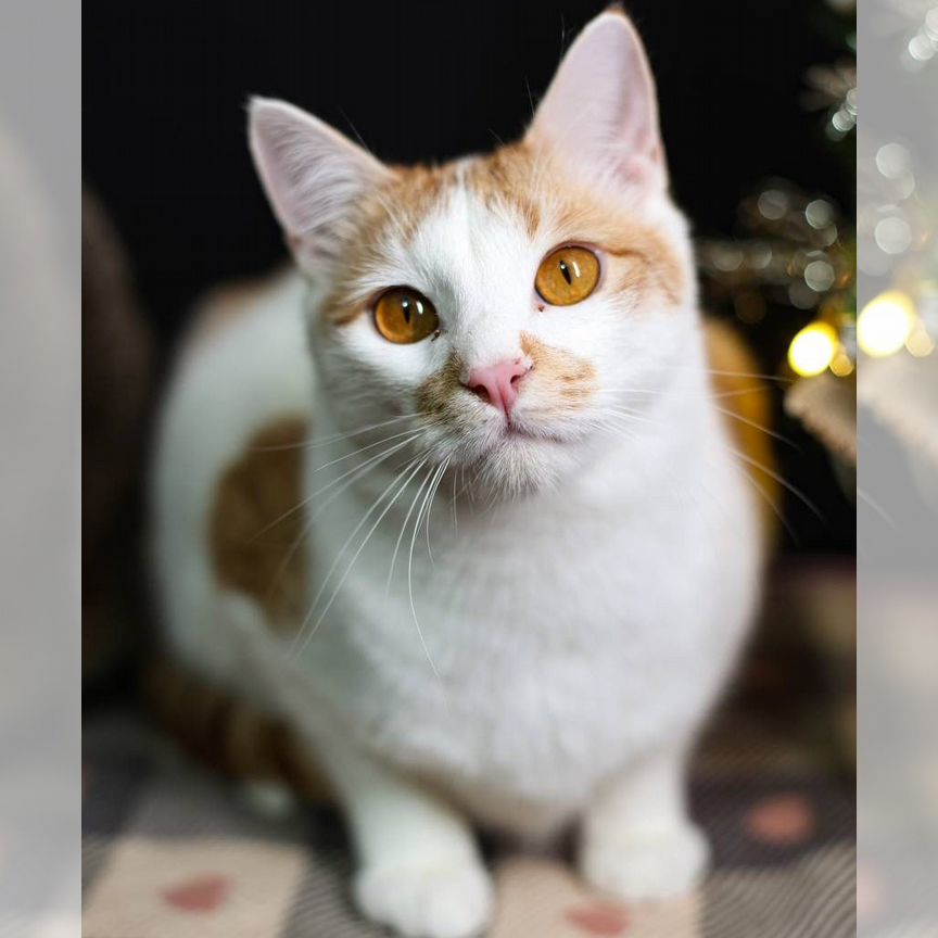 Взрослый кот в добрые руки