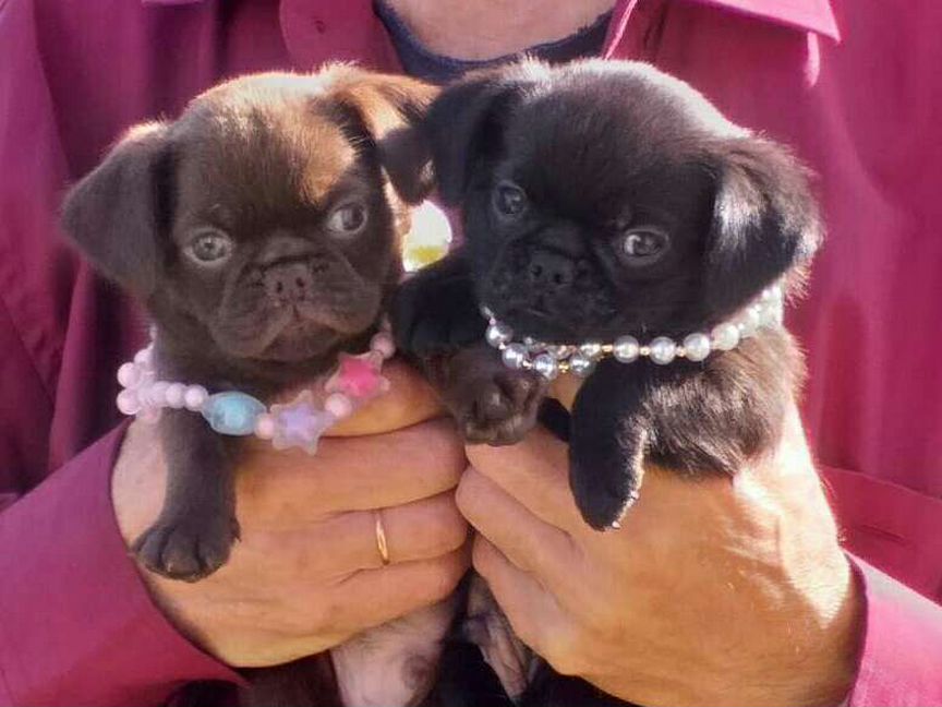 Птишки мальчишки