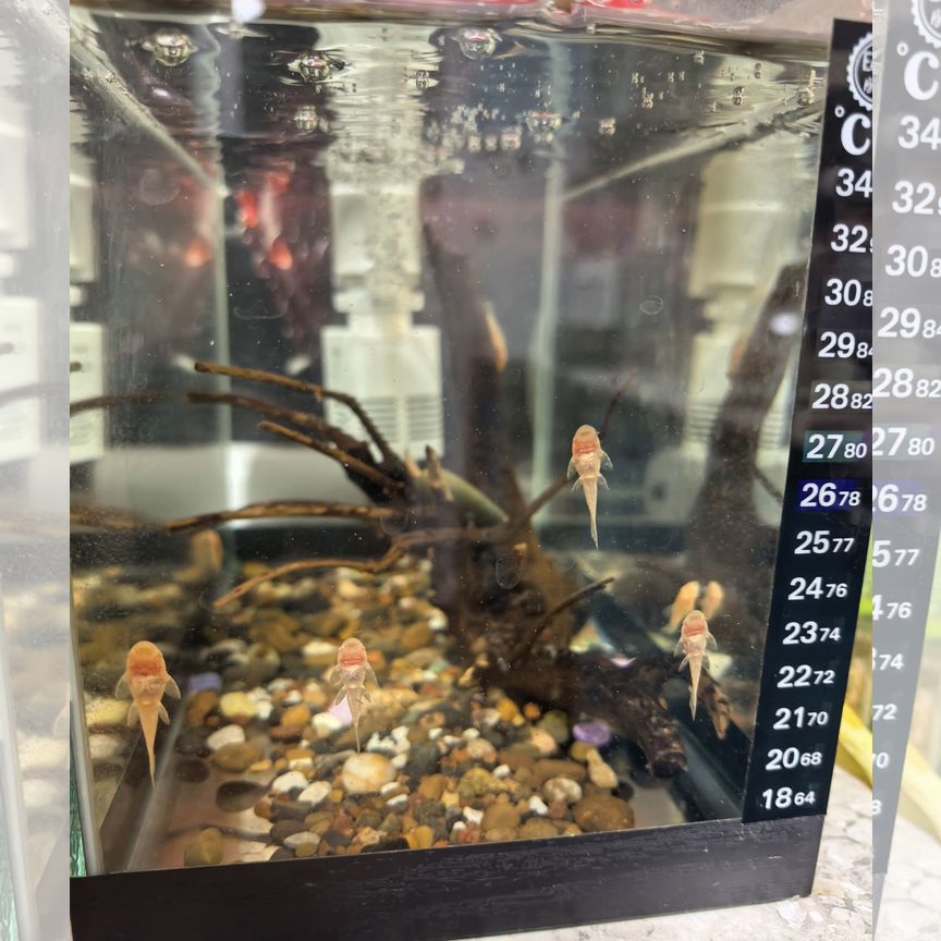 Мальки анцитруса- альбиноса