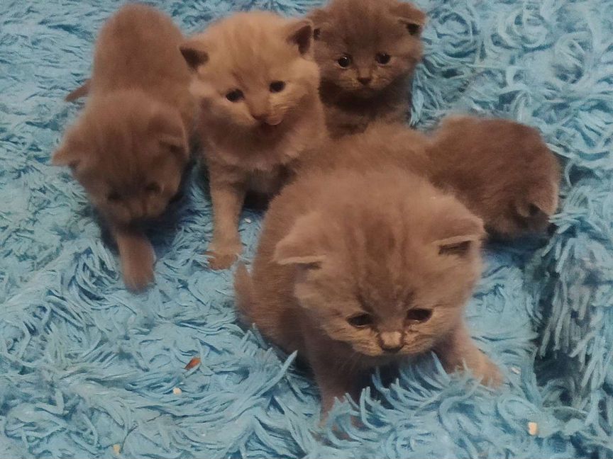 Британские вислоухие котята