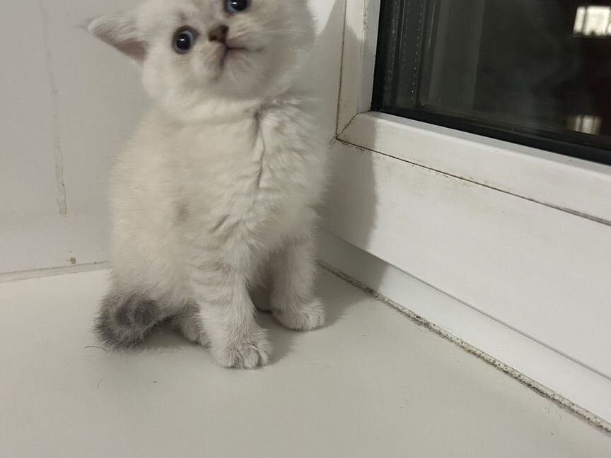 Шотладские котята