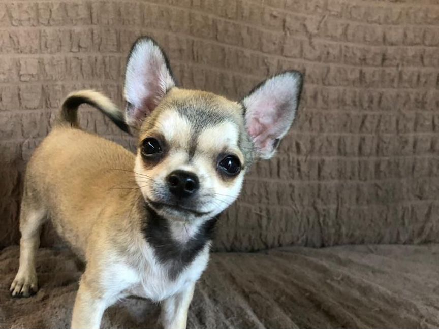 Щеночек Чихуахуа