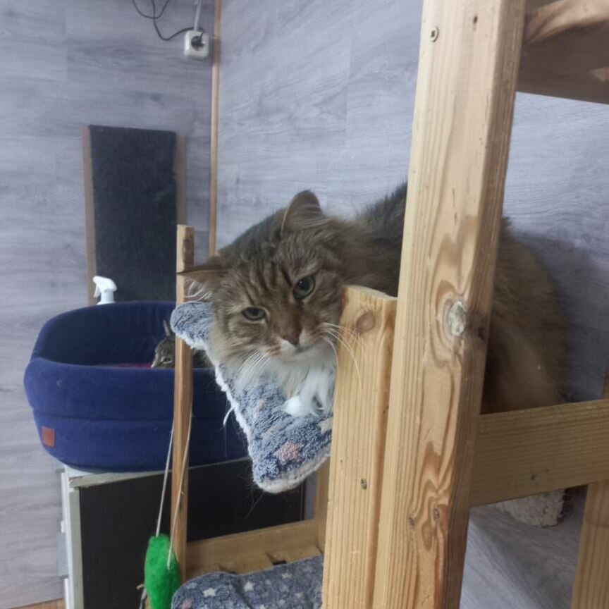 Котикам нужна передержка