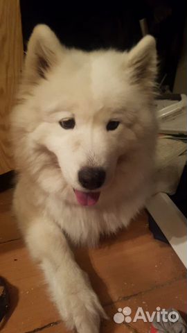Самоедская лайка