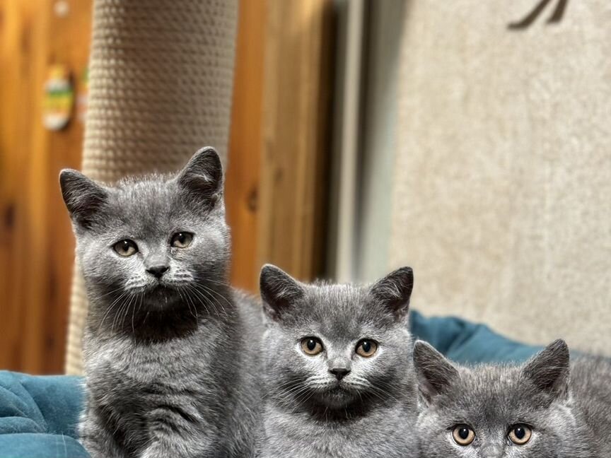 Британские котята