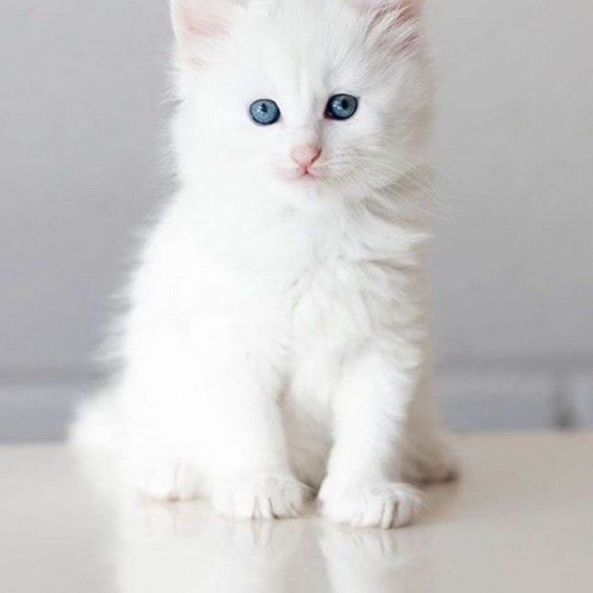 Поиск белого котенка