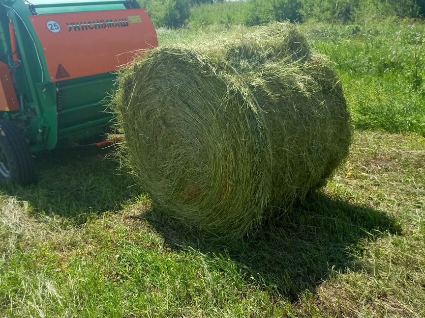 Сено 2023 года