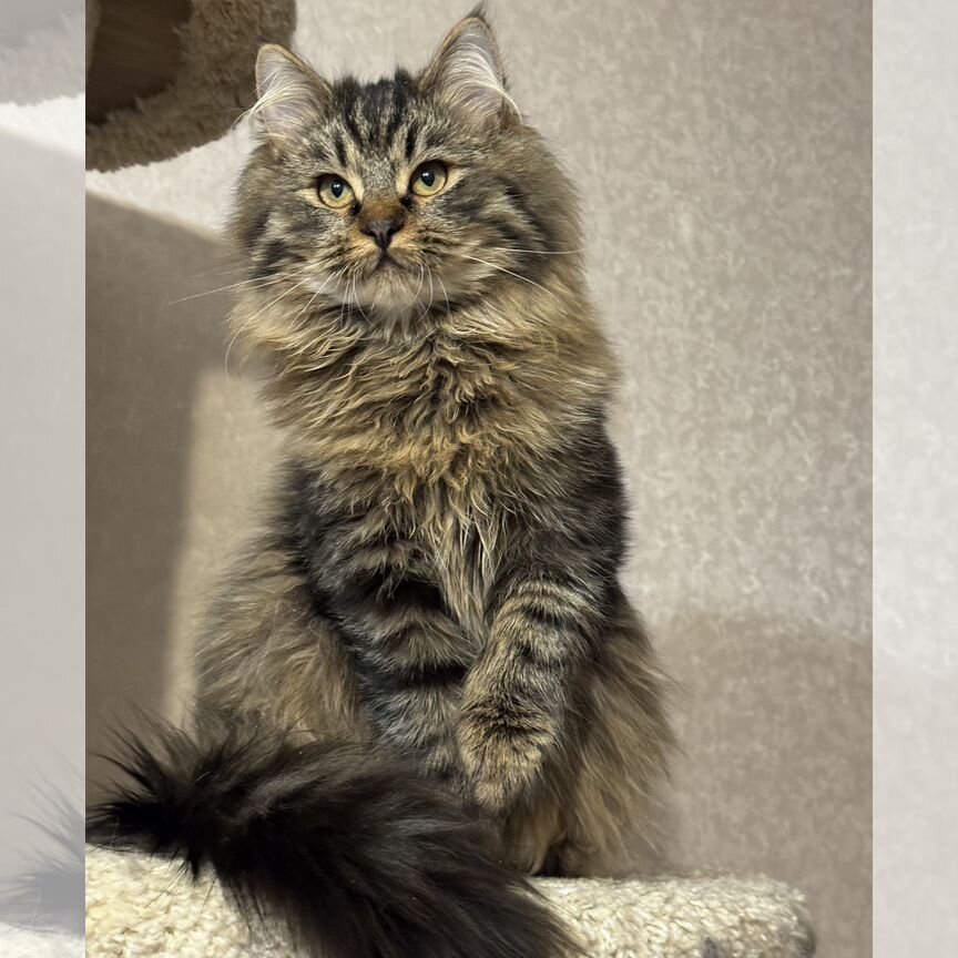 Сибирский котёнок