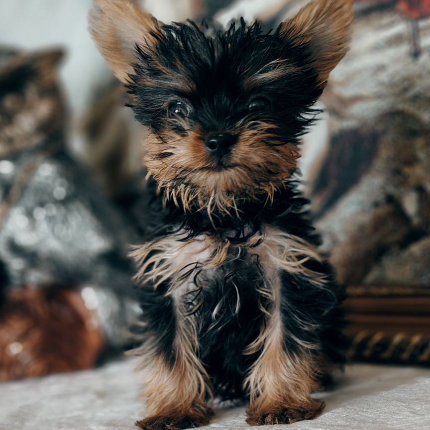 Йоркширский терьер, щенок