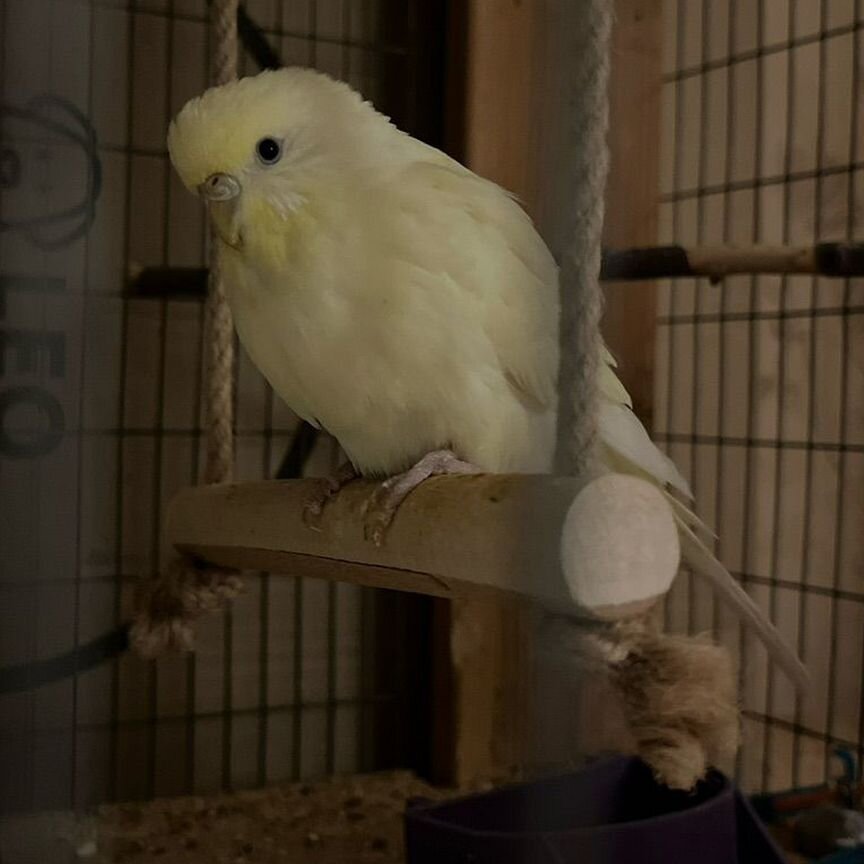 Волнистый попугай