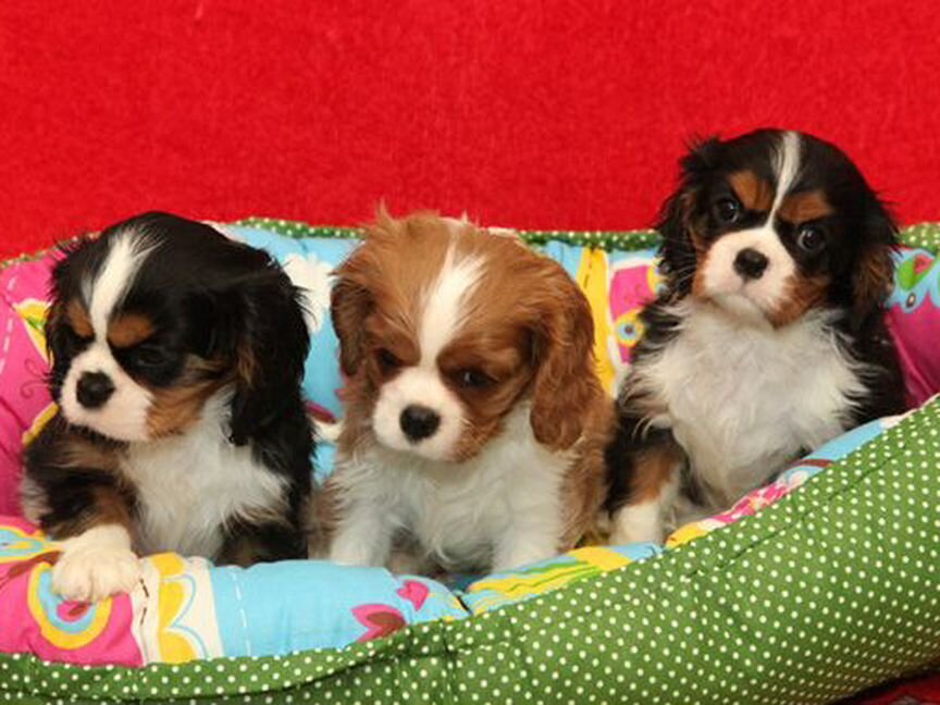 Девочки кавалерочки