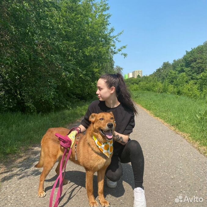 Прекрасный пёс ищет дом и семью