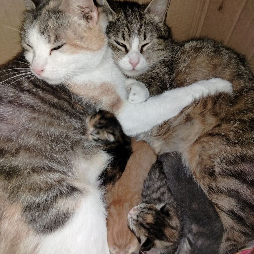 Трёхцветные котята девочки
