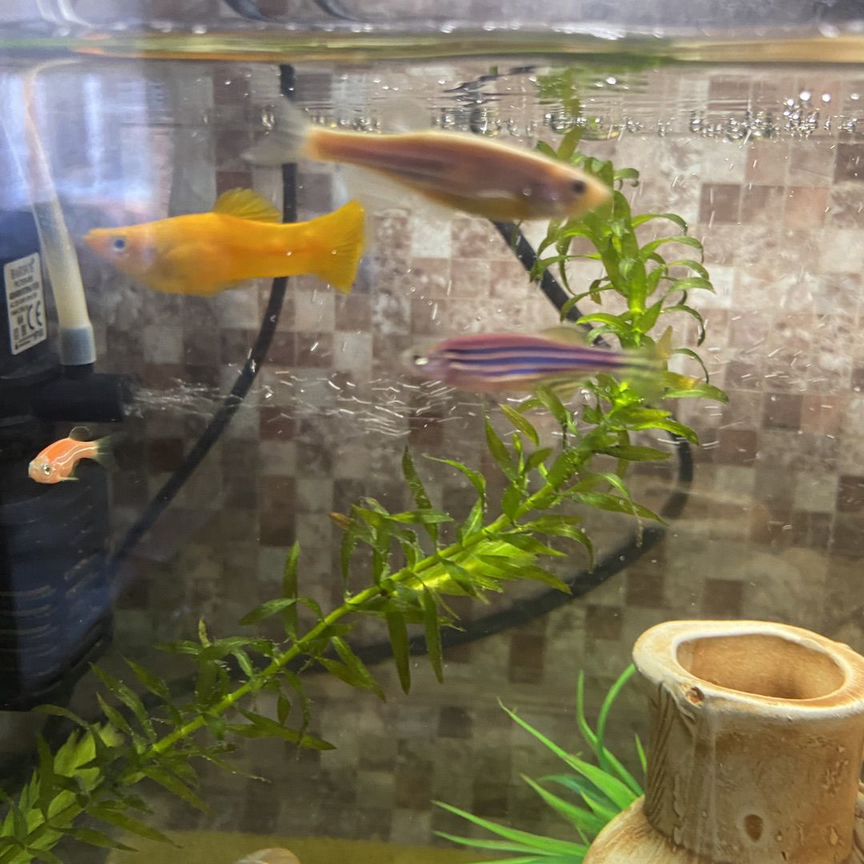 Аквариумные рыбки