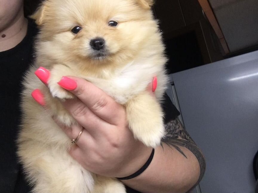 Померанский шпиц