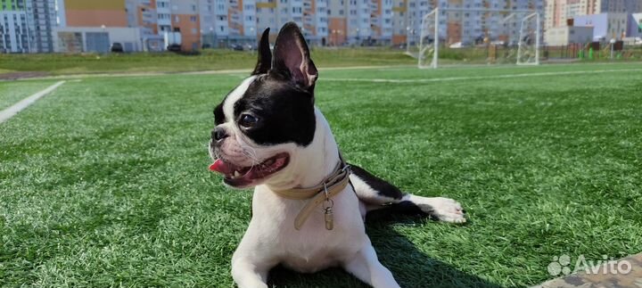 Девочка Бостона с родословной (1 год)