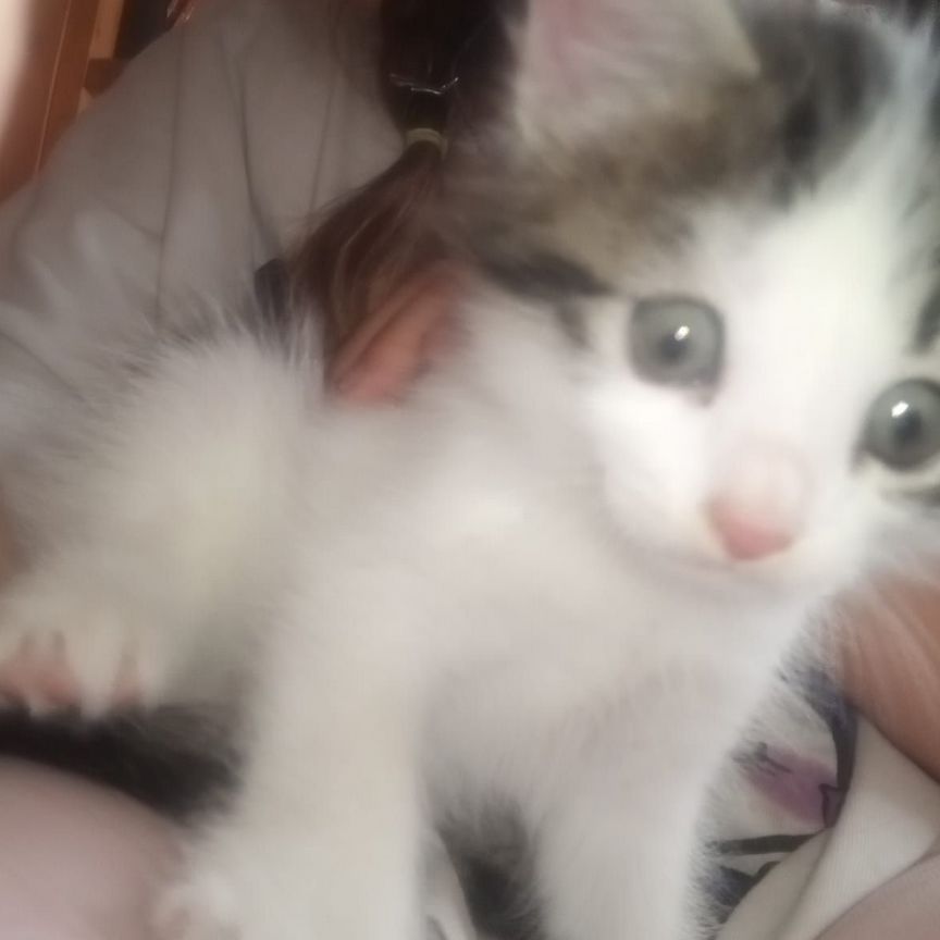 Котенок помесь с Мейкуном