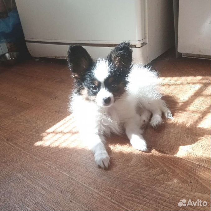 Щенки папийона Французкая бабочка