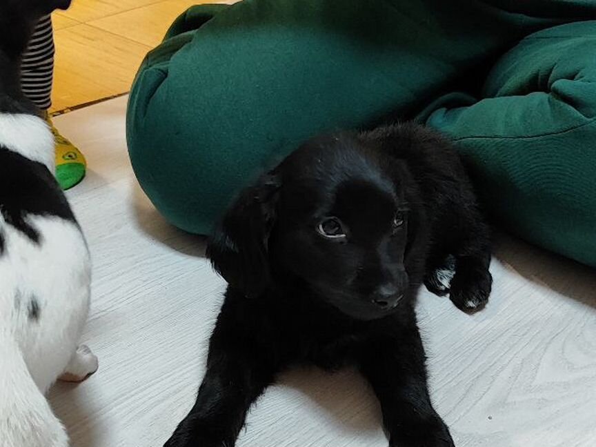 Щенок помесь со спаниэлем ищет лучший дом