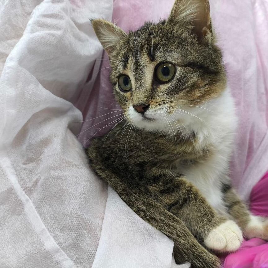 Котенок в добрые руки. Бесплатно