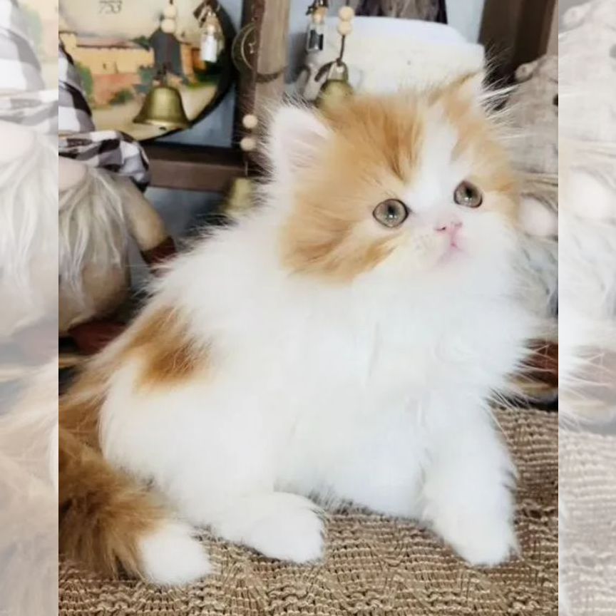 Шотландский прямоухий длинношёрстный котёнок