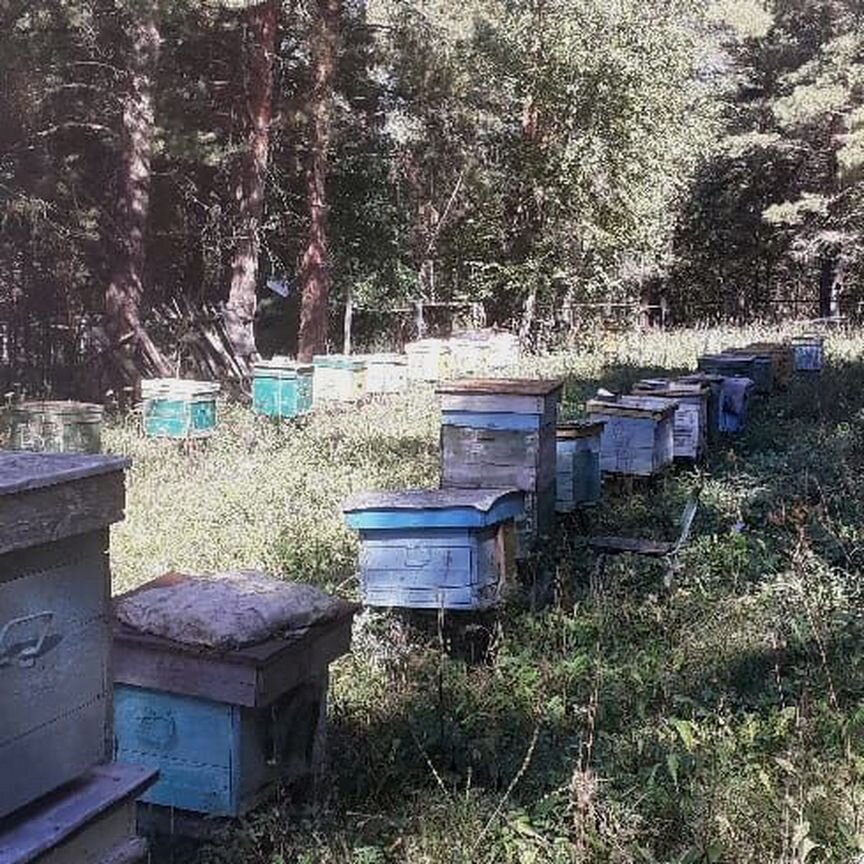 Продам ульи для пчел