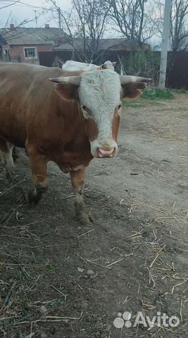Быки на племя