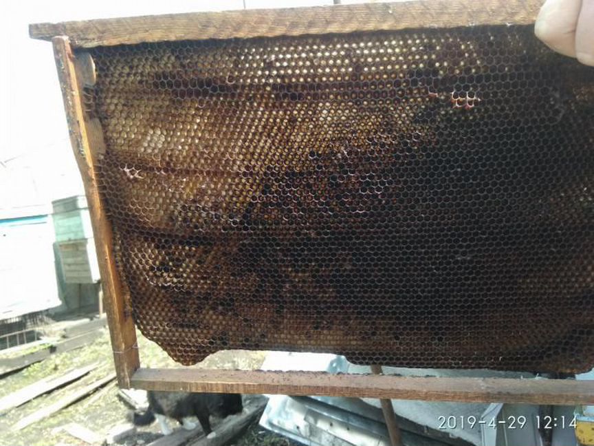 Соты пчёл, сушь, рамки С вощиной