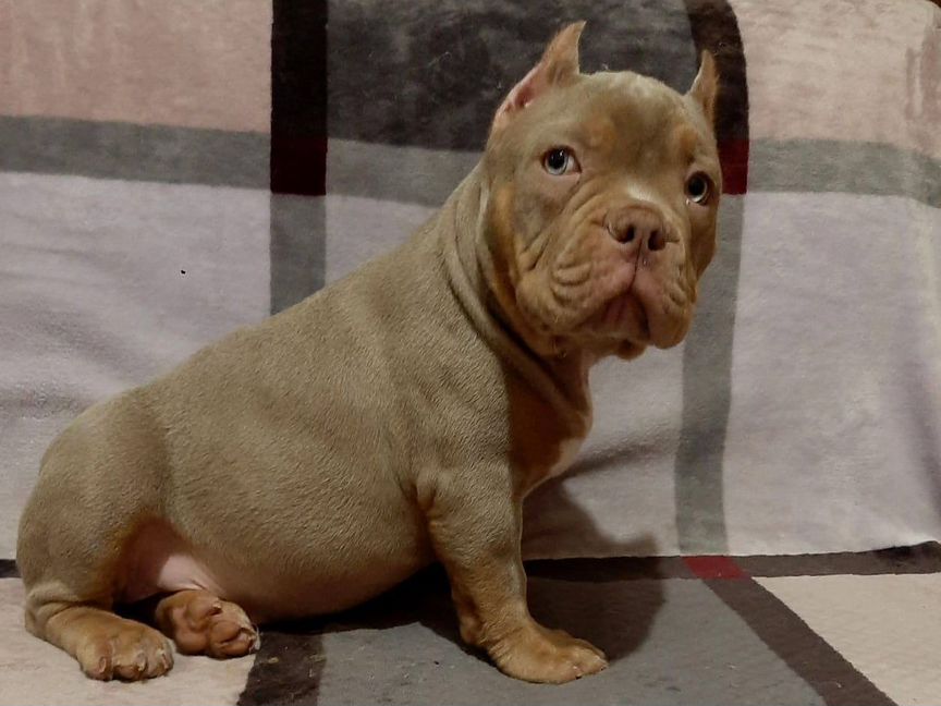 Амбулли покет щенки