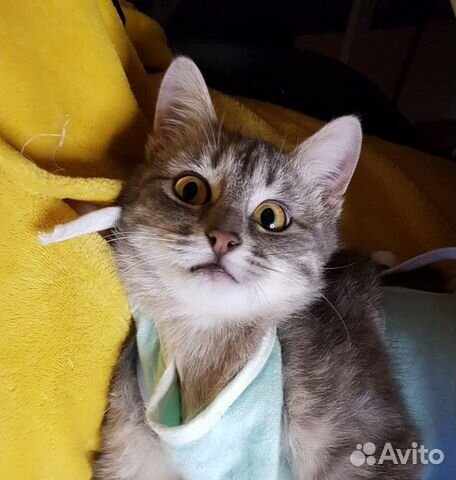 Кошечка Лори