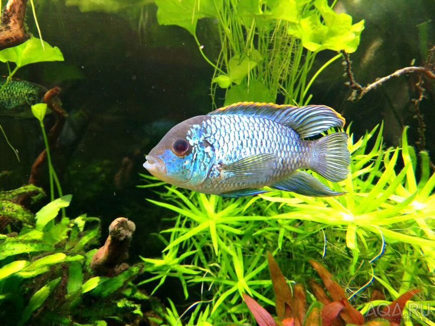 Нанакара блю