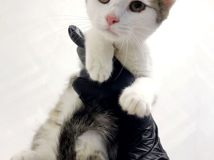 Кошка в дар бесплатно