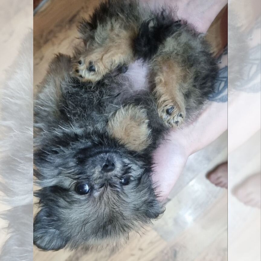 Померанский шпиц мини