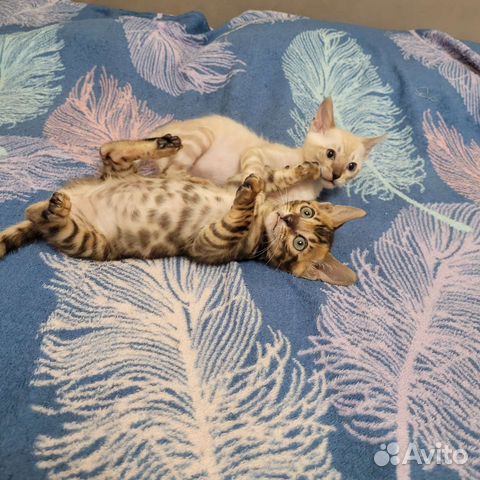 Бенгальские котята в Москве